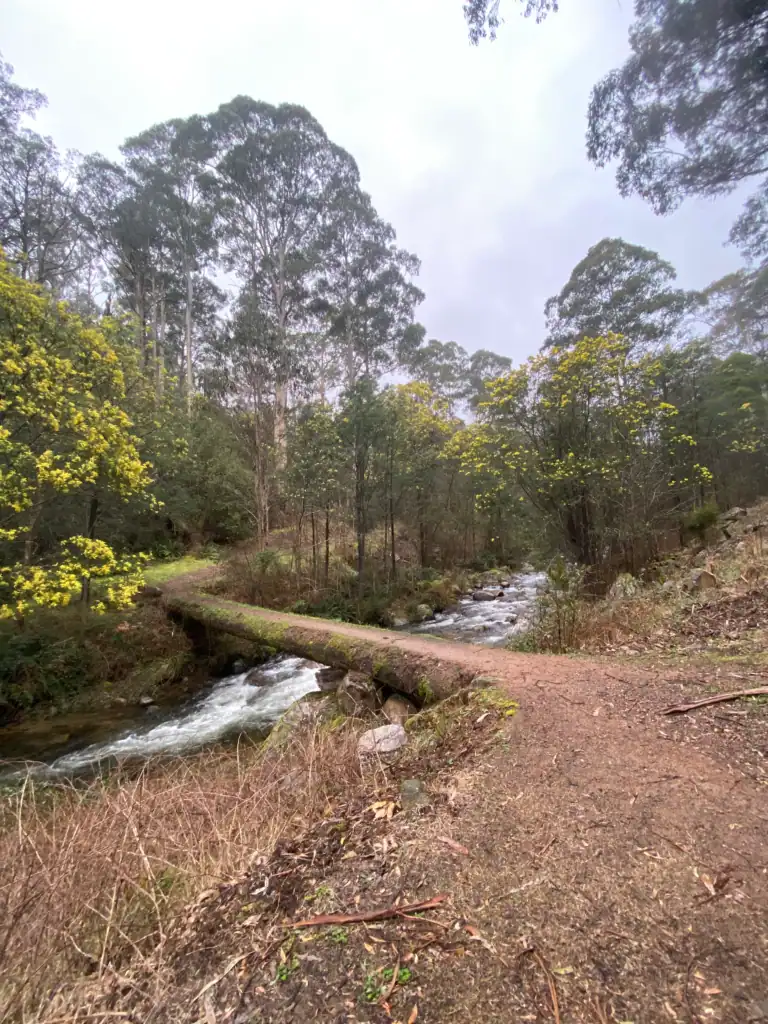 Top 5 ways to spend a spring day around Mansfield & Mt Buller